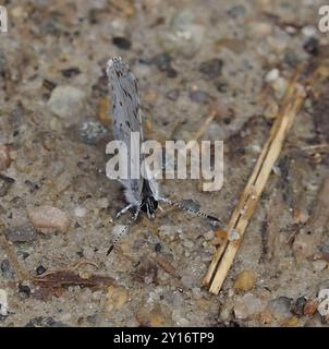 Spring Azure (Celastrina ladon) Insecta Stock Photo - Alamy
