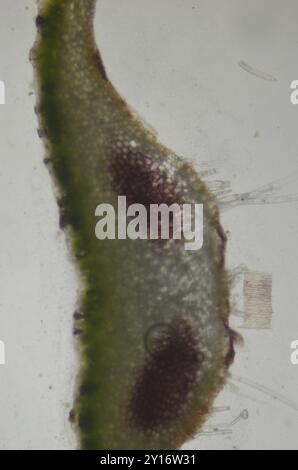 Complex thallose liverworts (Marchantiales) Plantae Stock Photo - Alamy