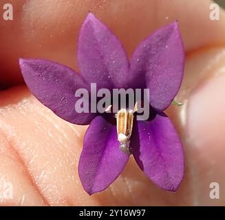 Wild Violet (Monopsis unidentata) Plantae Stock Photo - Alamy