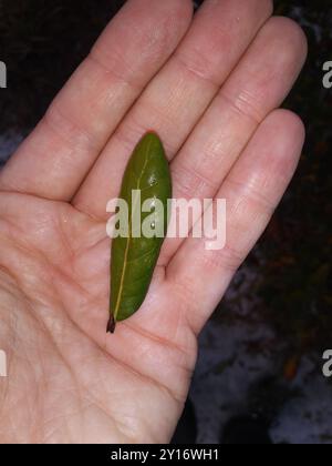 Florida scrub oak (Quercus inopina) Plantae Stock Photo - Alamy