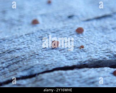 (Agyrium rufum) Fungi Stock Photo - Alamy