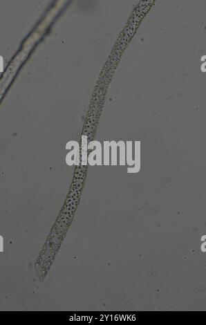 Thin Starwort (Mannia gracilis) Plantae Stock Photo - Alamy