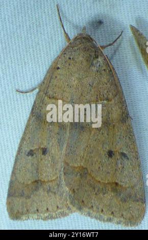 Common Oak Moth (Phoberia atomaris) Insecta Stock Photo - Alamy