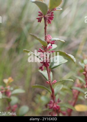 African Boxwood (Myrsine africana) Plantae Stock Photo - Alamy
