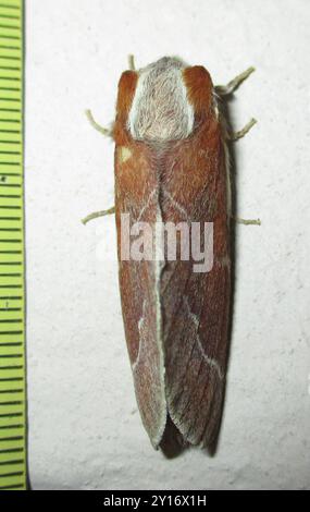 (Streblote polydora) Insecta Stock Photo - Alamy
