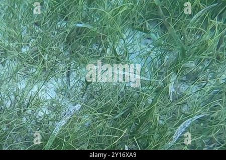 Shaving brush alga, Penicillus capitatus Stock Photo - Alamy