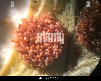 (Polypodium × incognitum) Plantae Stock Photo - Alamy