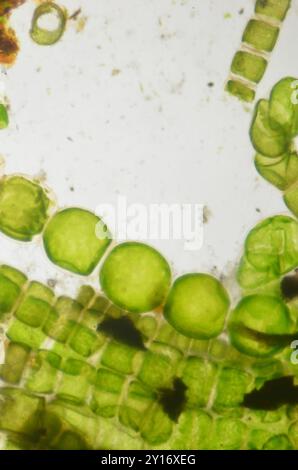 (Urospora wormskioldii) Plantae Stock Photo - Alamy