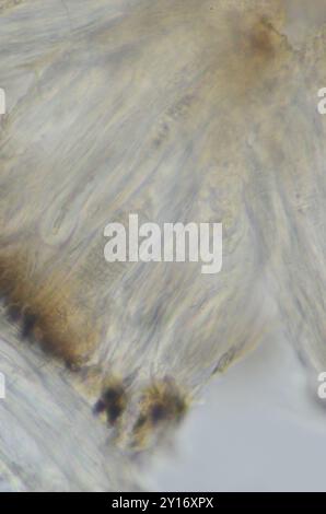 (Lopadium disciforme) Fungi Stock Photo - Alamy