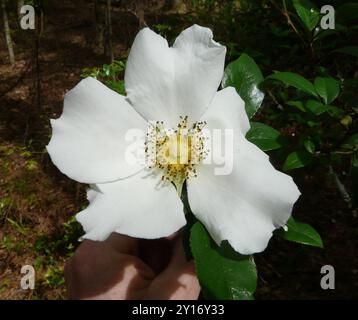 Cherokee rose (Rosa laevigata) Plantae Stock Photo - Alamy