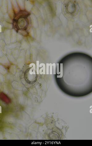 Complex thallose liverworts (Marchantiales) Plantae Stock Photo - Alamy