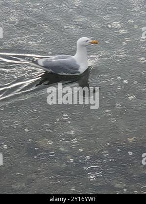 Olympic Gull (Larus glaucescens × occidentalis) Aves Stock Photo - Alamy