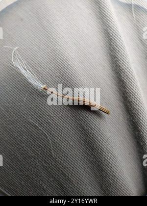 Tall Agoseris (Agoseris elata) Plantae Stock Photo - Alamy