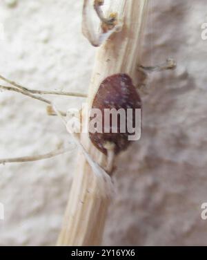 Soft scales (Coccidae) Insecta Stock Photo - Alamy