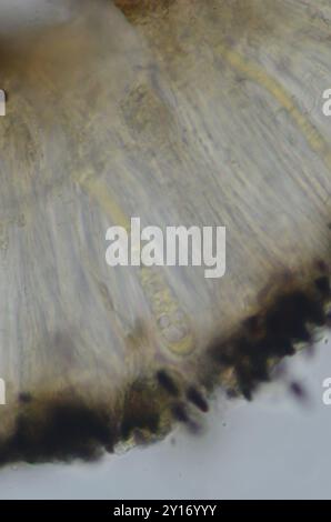 (Lopadium disciforme) Fungi Stock Photo - Alamy