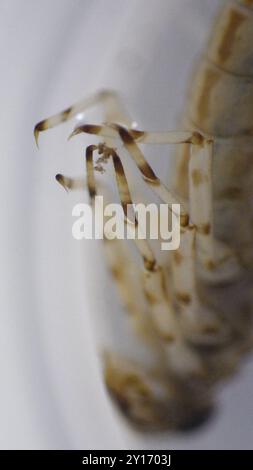(Ameletus lineatus) Insecta Stock Photo - Alamy
