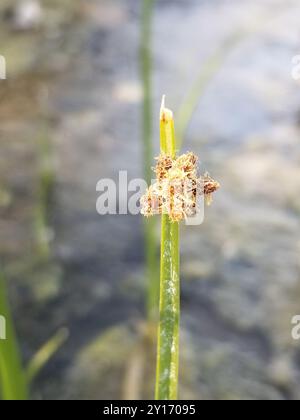 American three-square bulrush (Schoenoplectus americanus) Plantae Stock ...
