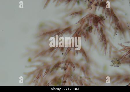 (Pterothamnion pectinatum) Plantae Stock Photo - Alamy