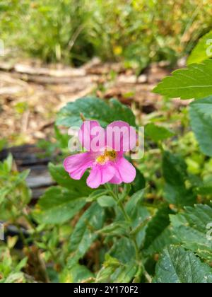 Lewis' monkeyflower (Erythranthe lewisii) Plantae Stock Photo - Alamy