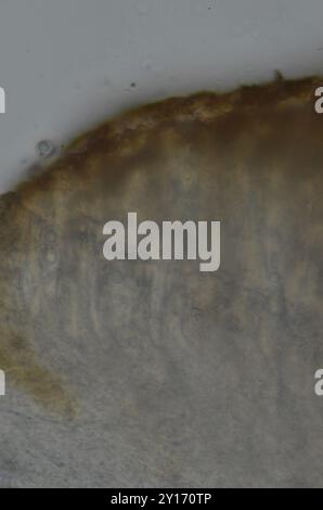 (Agyrium rufum) Fungi Stock Photo - Alamy