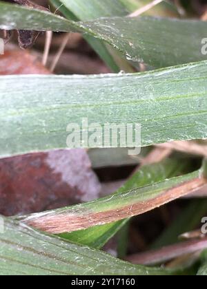 Silkgrasses (Pityopsis) Plantae Stock Photo - Alamy