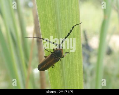 Fireflies (Lampyridae) Insecta Stock Photo - Alamy