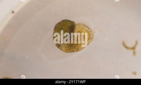 Hydrobiid Mud Snails (Hydrobiidae) Mollusca Stock Photo - Alamy