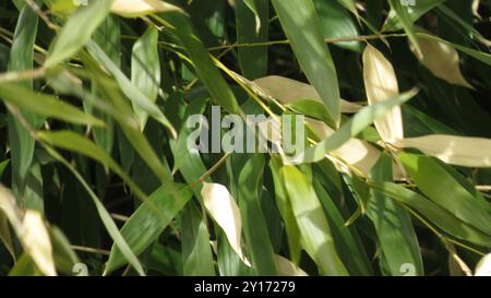 fishpole bamboo (Phyllostachys aurea) Plantae Stock Photo - Alamy