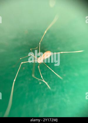 Harvestman Cellar Spider (Pholcus opilionoides) Arachnida Stock Photo ...