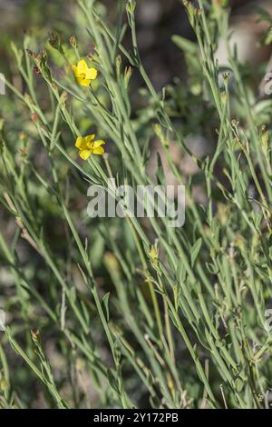 rough menodora (Menodora scabra) Plantae Stock Photo - Alamy