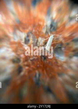 Detritus Moth (Opogona omoscopa), Insecta, Woburn, Lower Hutt, New ...