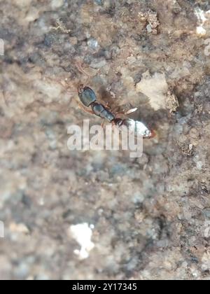 Typical Ponerine Ants (Ponerini) Insecta Stock Photo - Alamy