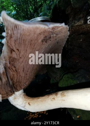 Tawaka (Cyclocybe parasitica) Fungi Stock Photo - Alamy