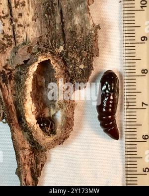 Ochre Dagger (Acronicta morula) Insecta Stock Photo - Alamy