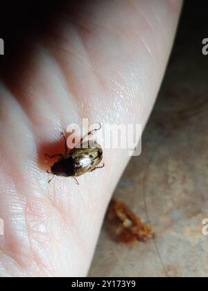 (Anomala undulata) Insecta Stock Photo - Alamy