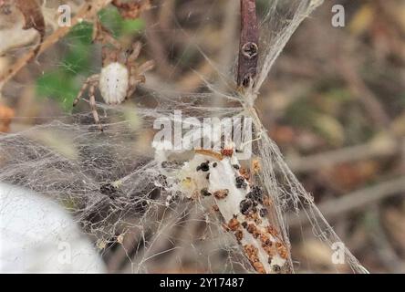 Russian Tent Spider (Cyrtophora hirta) Arachnida Stock Photo - Alamy