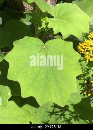 velvet groundsel (Roldana petasitis) Plantae Stock Photo - Alamy