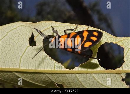 Lydia Lichen Moth (Asura lydia) Insecta Stock Photo - Alamy