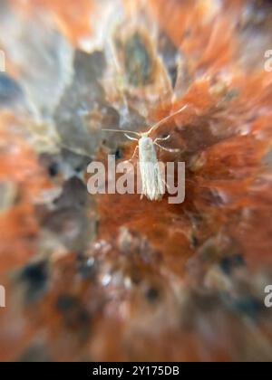 Detritus Moth (Opogona omoscopa) Insecta Stock Photo - Alamy
