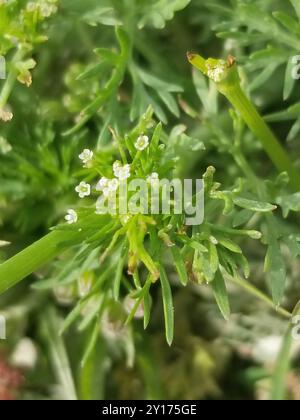 Marsh parsley (Cyclospermum leptophyllum) Plantae Stock Photo - Alamy
