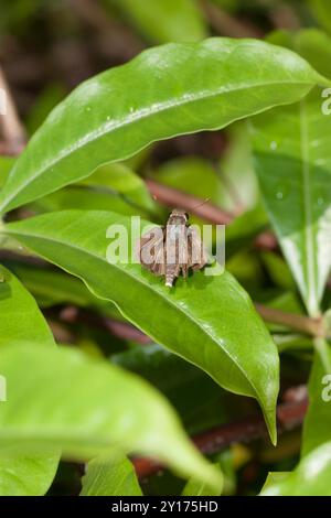 Southern Broken Dash (Polites otho) Insecta Stock Photo - Alamy