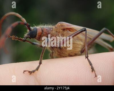 Kanuka Longhorn (Ochrocydus huttoni) Insecta Stock Photo - Alamy