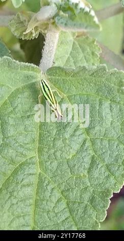 (Sibovia sagata) Insecta Stock Photo - Alamy