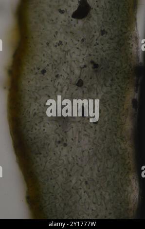 Tree Jelly Lichens (Collema) Fungi Stock Photo - Alamy