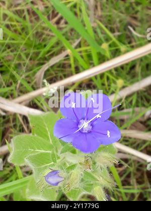 Spiny False Fiddleleaf (Hydrolea spinosa) Plantae Stock Photo - Alamy