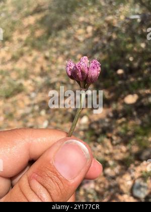 purple-nerve cymopterus (Vesper multinervatus) Plantae Stock Photo - Alamy
