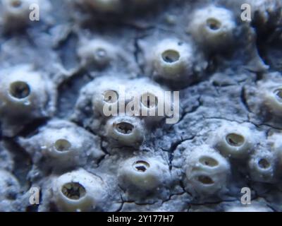 Bark Barnacles (Thelotrema lepadinum) Fungi Stock Photo - Alamy