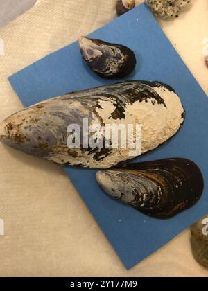 California Mussel (Mytilus californianus) Mollusca Stock Photo - Alamy