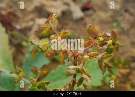 Euphorbia Rust (Melampsora euphorbiae), Fungi, 68519 Viernheim, Germany ...