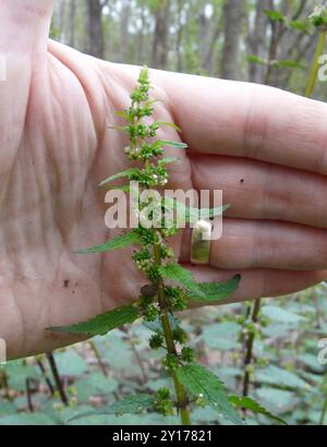 heartleaf nettle (Urtica chamaedryoides) Plantae Stock Photo - Alamy